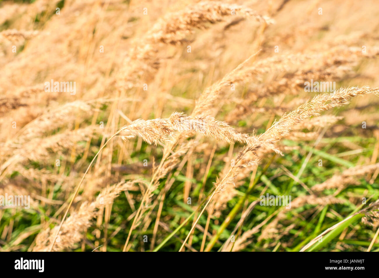 An image of dried grass Stock Photo - Alamy