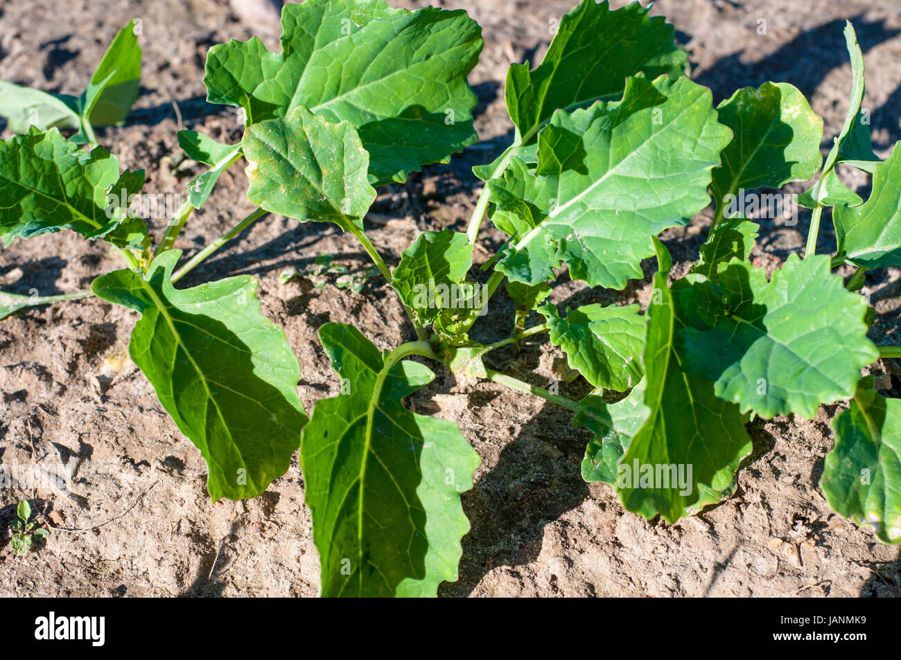 An image of rapeseed plant Stock Photo - Alamy