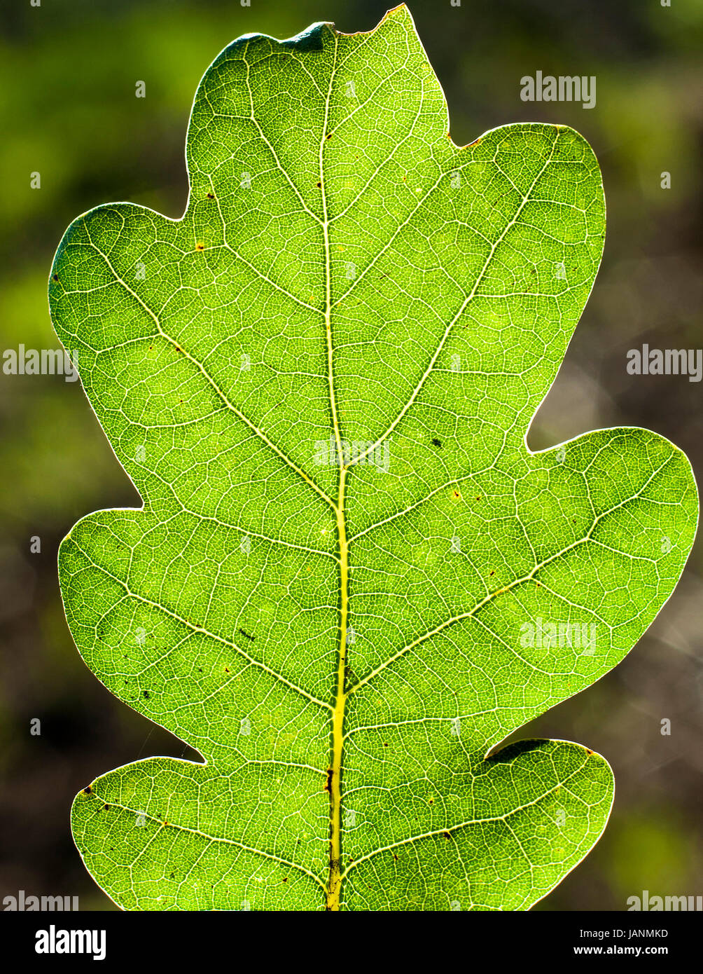 An image of leaf close up Stock Photo - Alamy