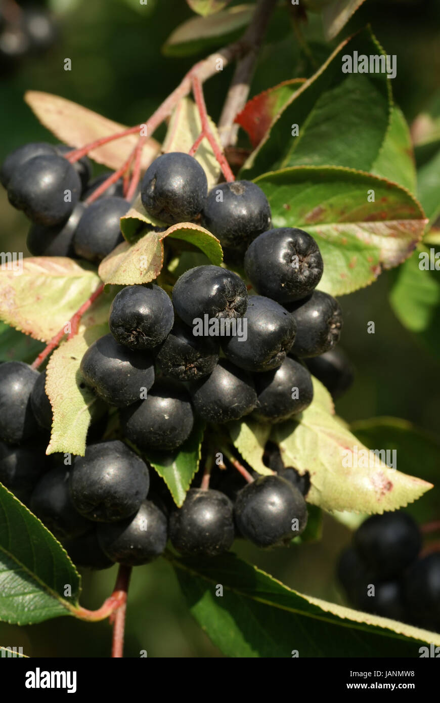 branch with group of healthy aronia fruits Stock Photo - Alamy