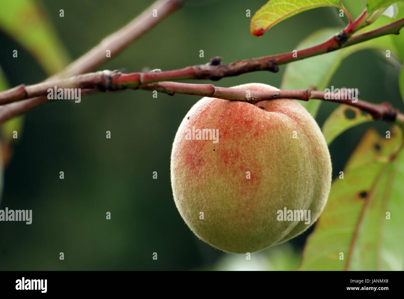 one delicious peach hanging from the branch Stock Photo - Alamy