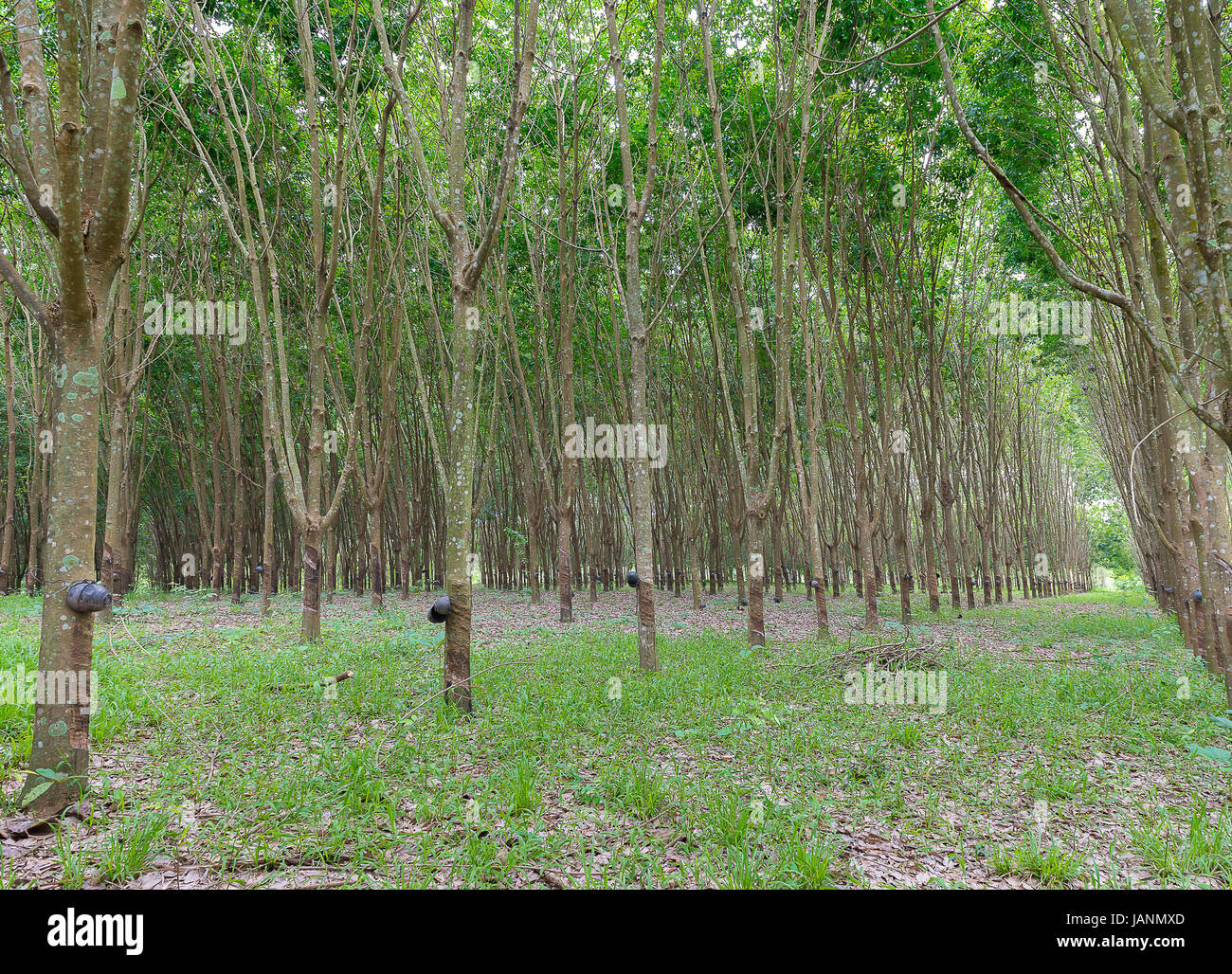 Hevea brasiliensis. Rubber trees for business Stock Photo - Alamy