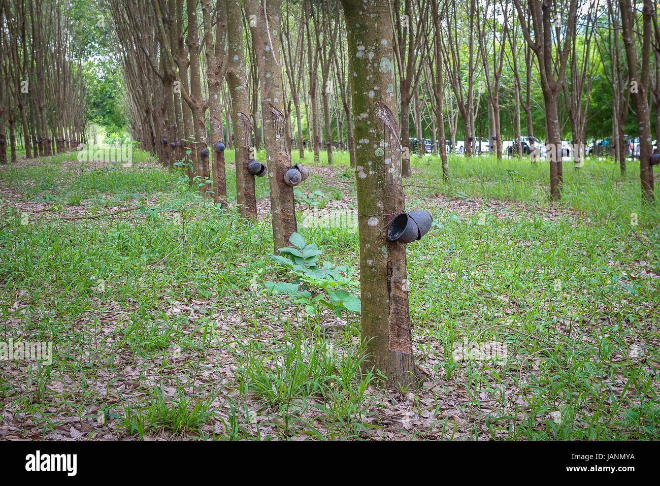 Trees that produce rubber hi-res stock photography and images - Alamy