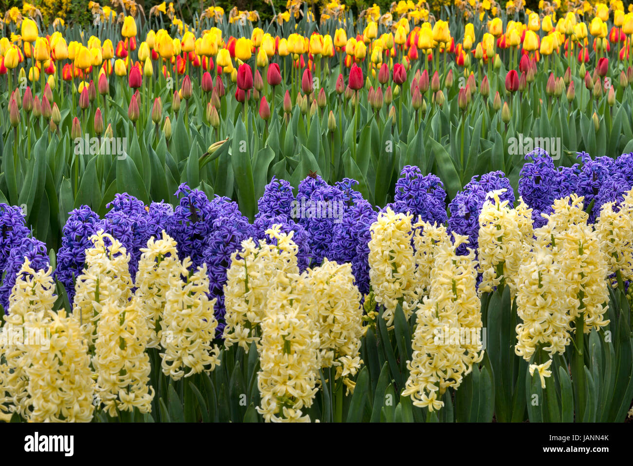 Colored hyacinth in Holland in spring Stock Photo - Alamy