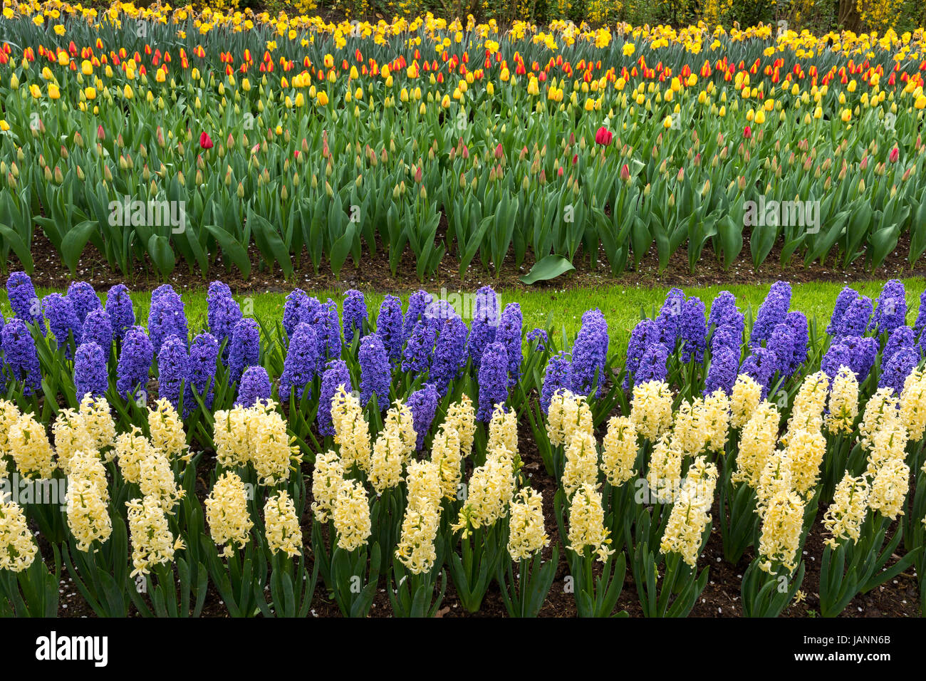 Colored hyacinth in Holland in spring Stock Photo - Alamy