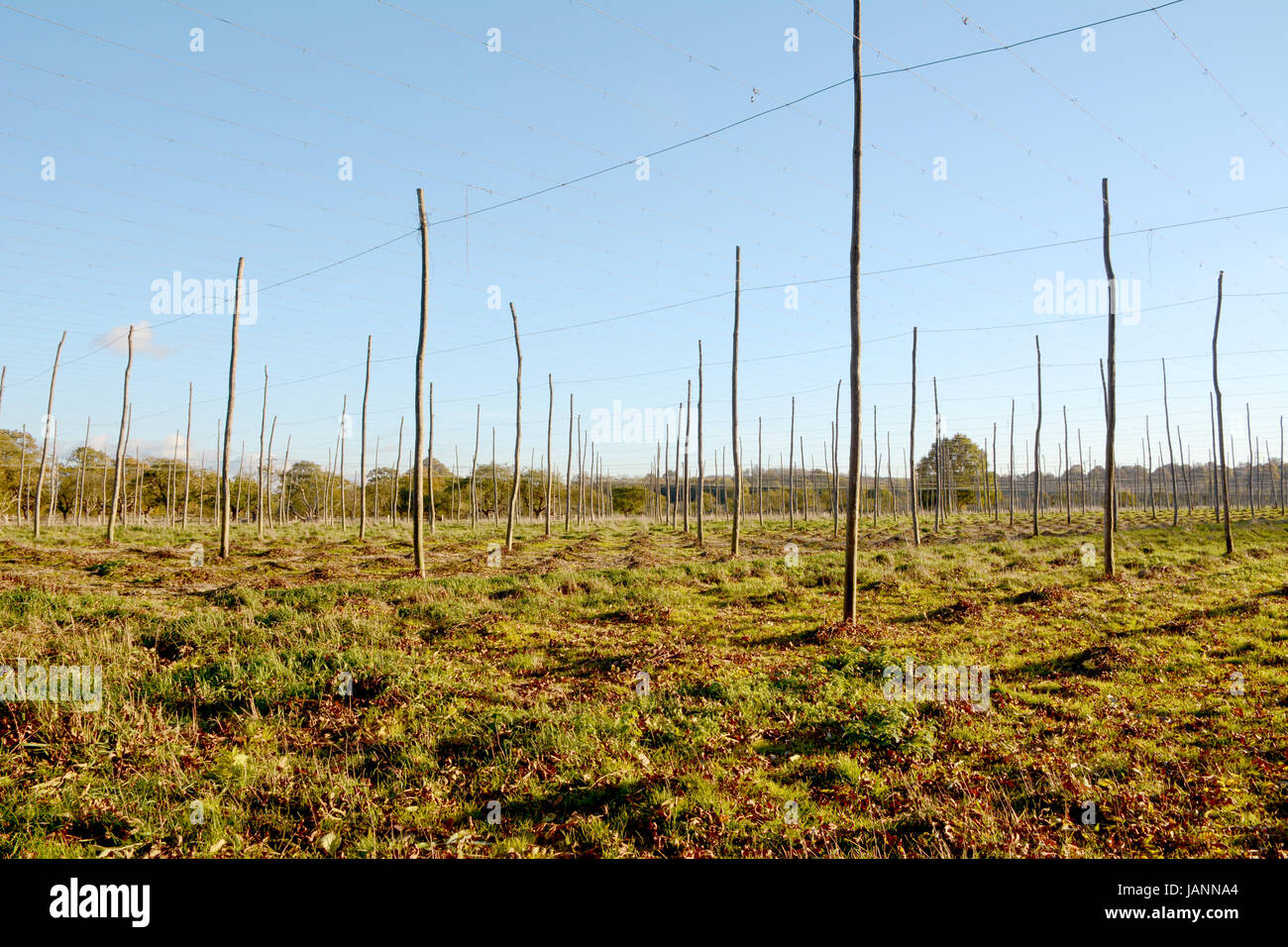 Autumn view of the empty poles and wires of a hop garden in Kent Stock ...