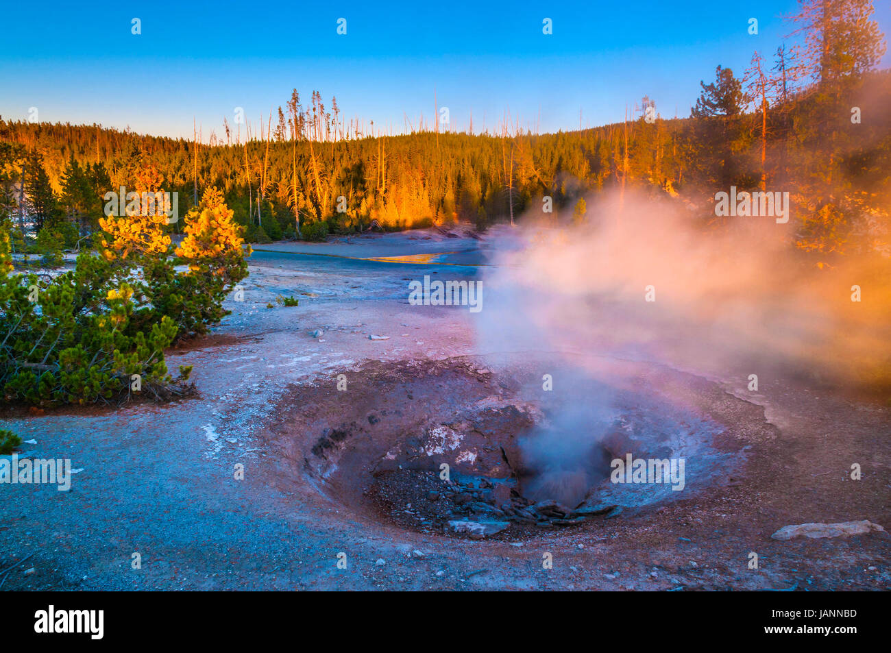 Yellow funnel spring hi-res stock photography and images - Alamy