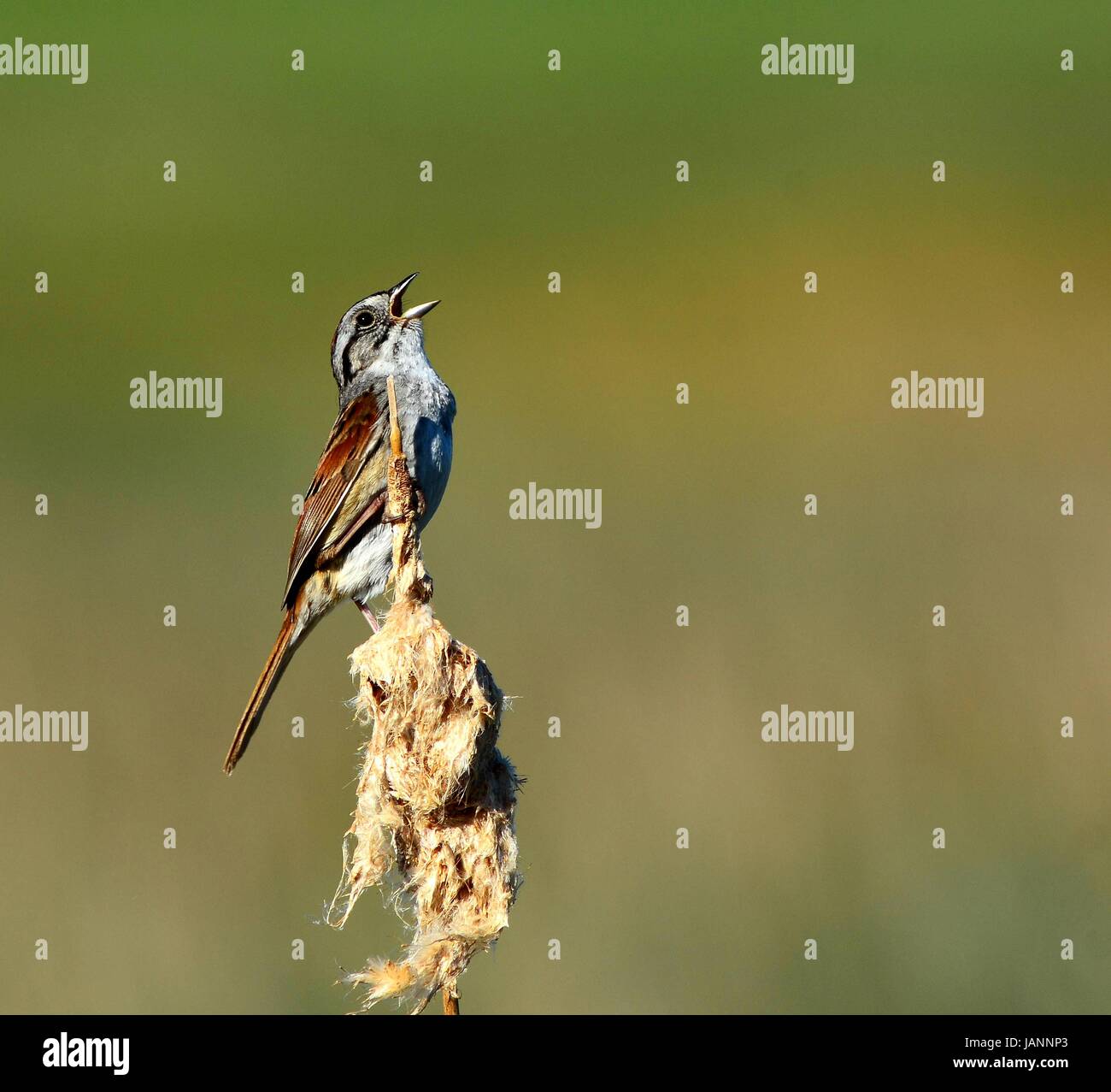 Swamp sparrow singing hi-res stock photography and images - Alamy