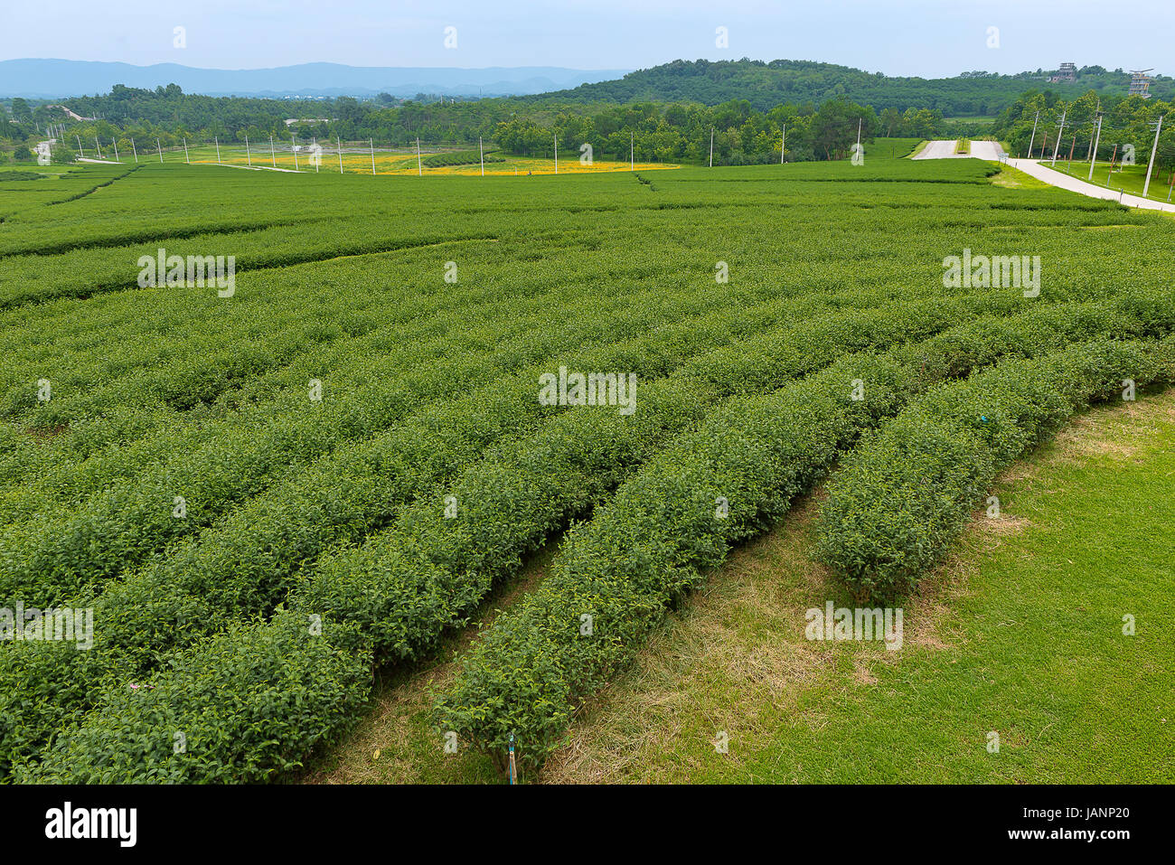Morning valley tea plantations hi-res stock photography and images - Alamy