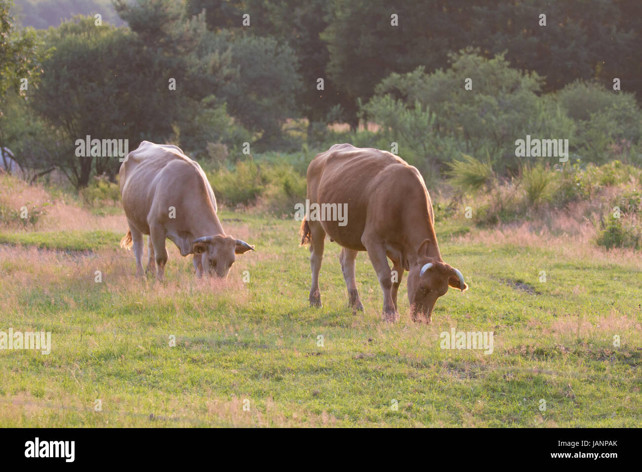 Rinder wiese hi-res stock photography and images - Alamy