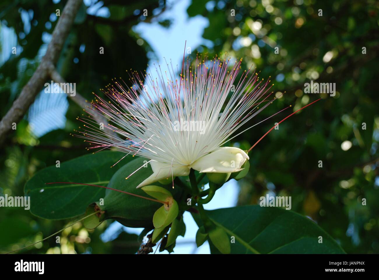 Fish Poison Tree High Resolution Stock Photography and Images - Alamy