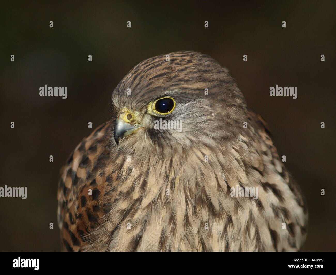 Aves falconiformes hi-res stock photography and images - Alamy