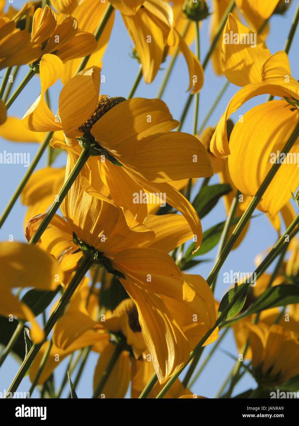 dancing in the wind Stock Photo - Alamy