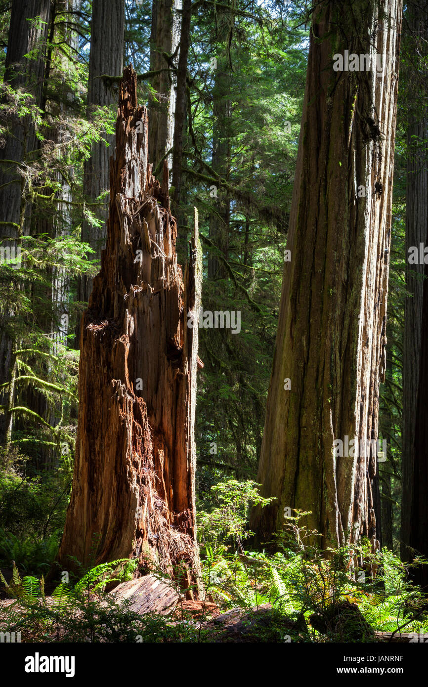 Old growth redwoods hi-res stock photography and images - Alamy