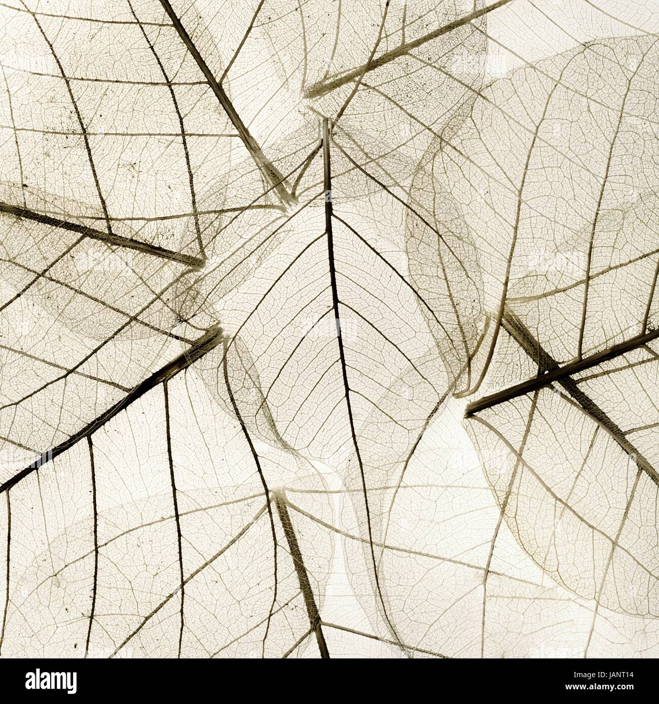 warm grey background from transparent dried fall leaves Stock Photo - Alamy