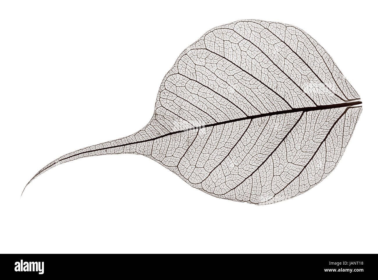 small grey transparent dried fallen leaf isolated on white background ...