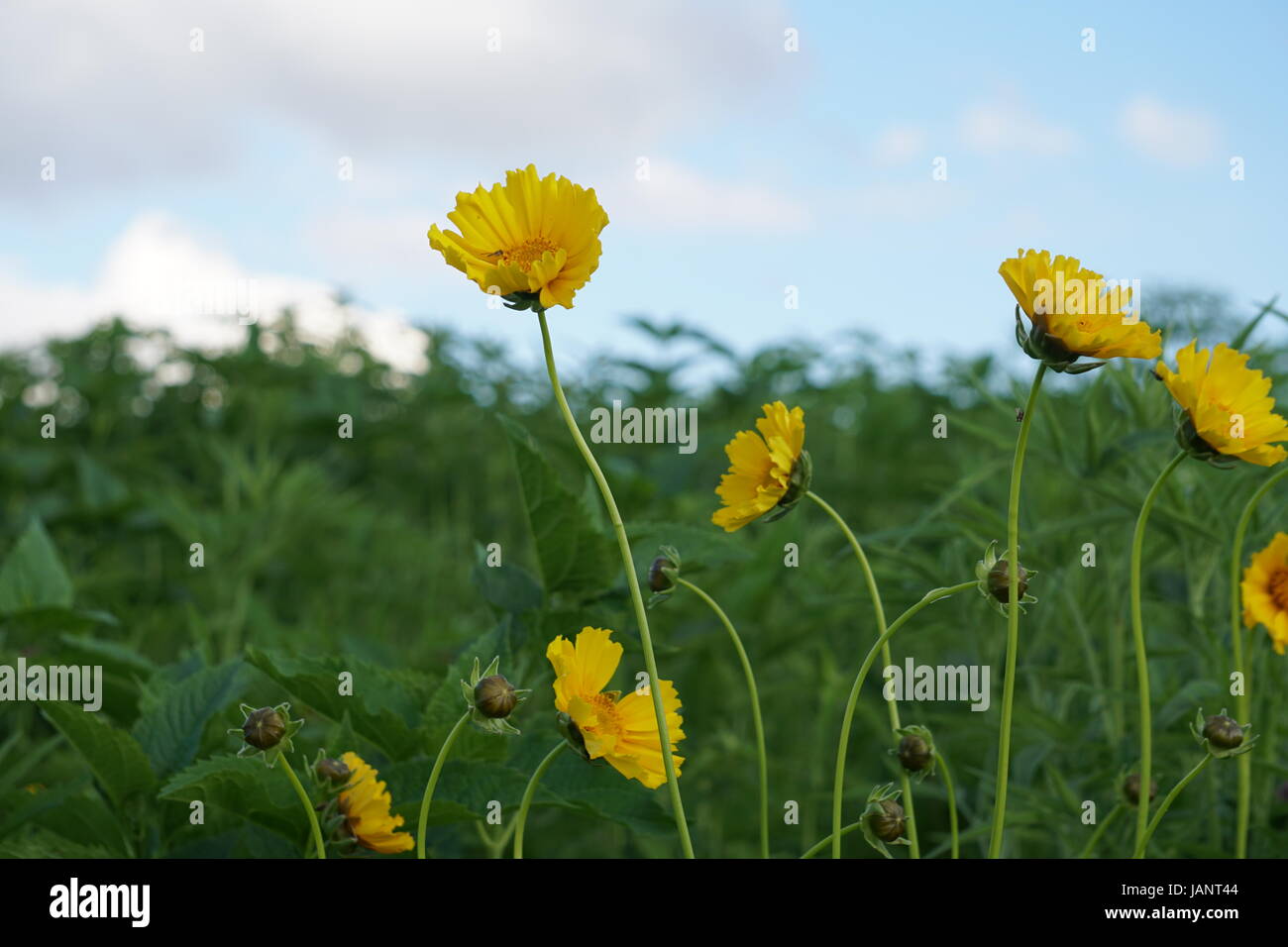 Vibrant setup hi-res stock photography and images - Alamy