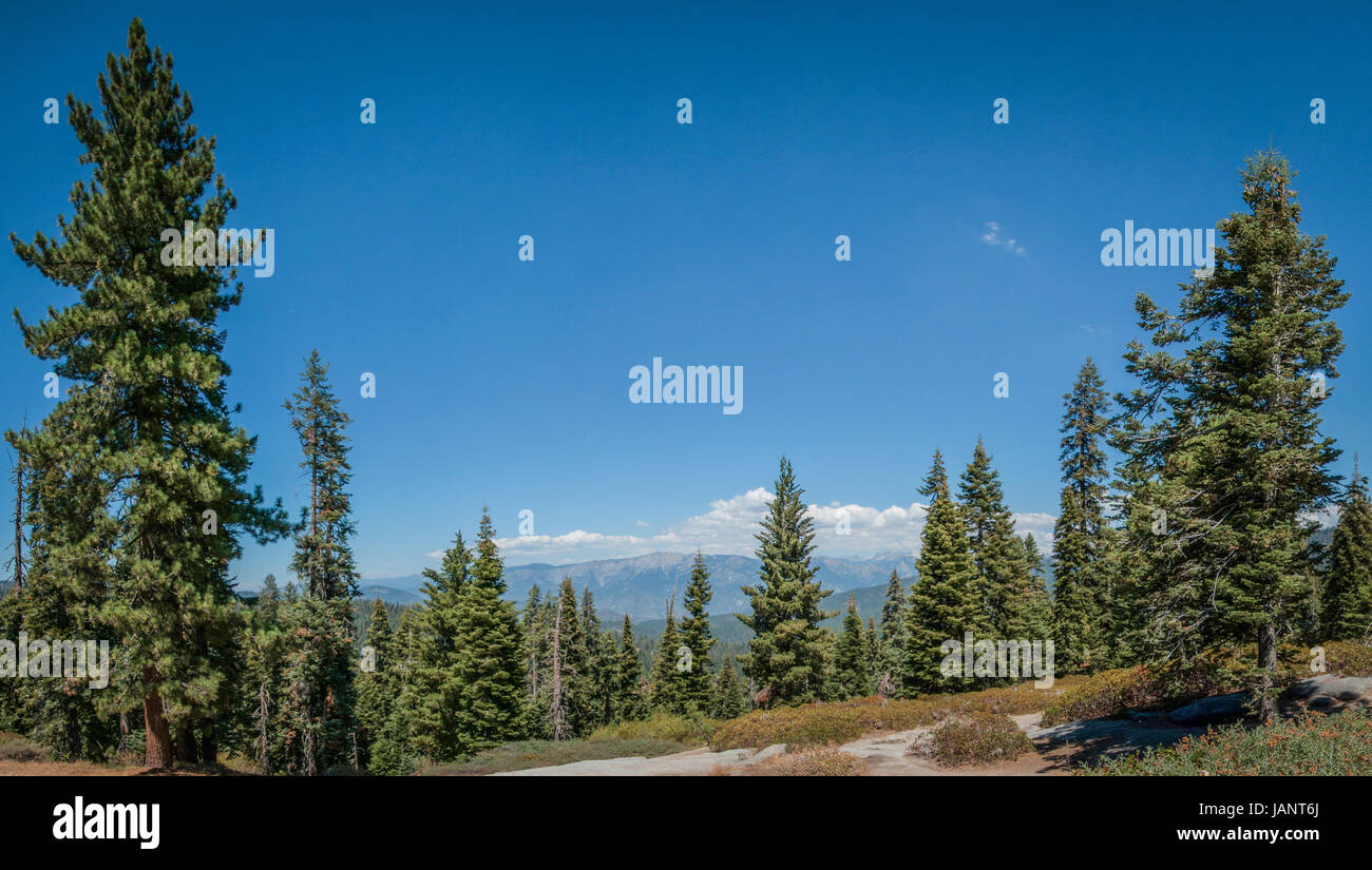 Tall forest sequoias in yosemite hi-res stock photography and images ...