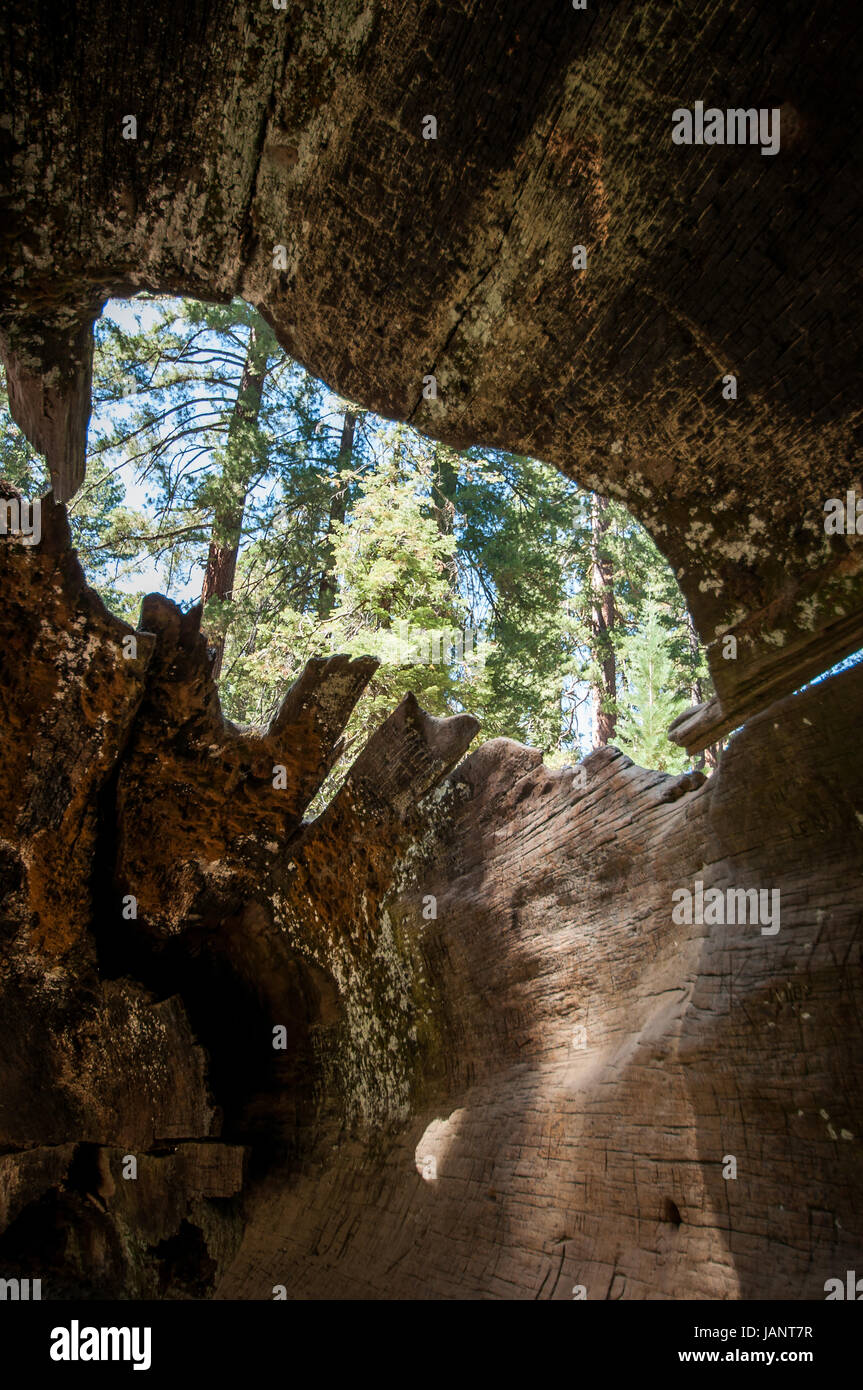 root inside taken from inside to outside Sequoia national park Stock ...