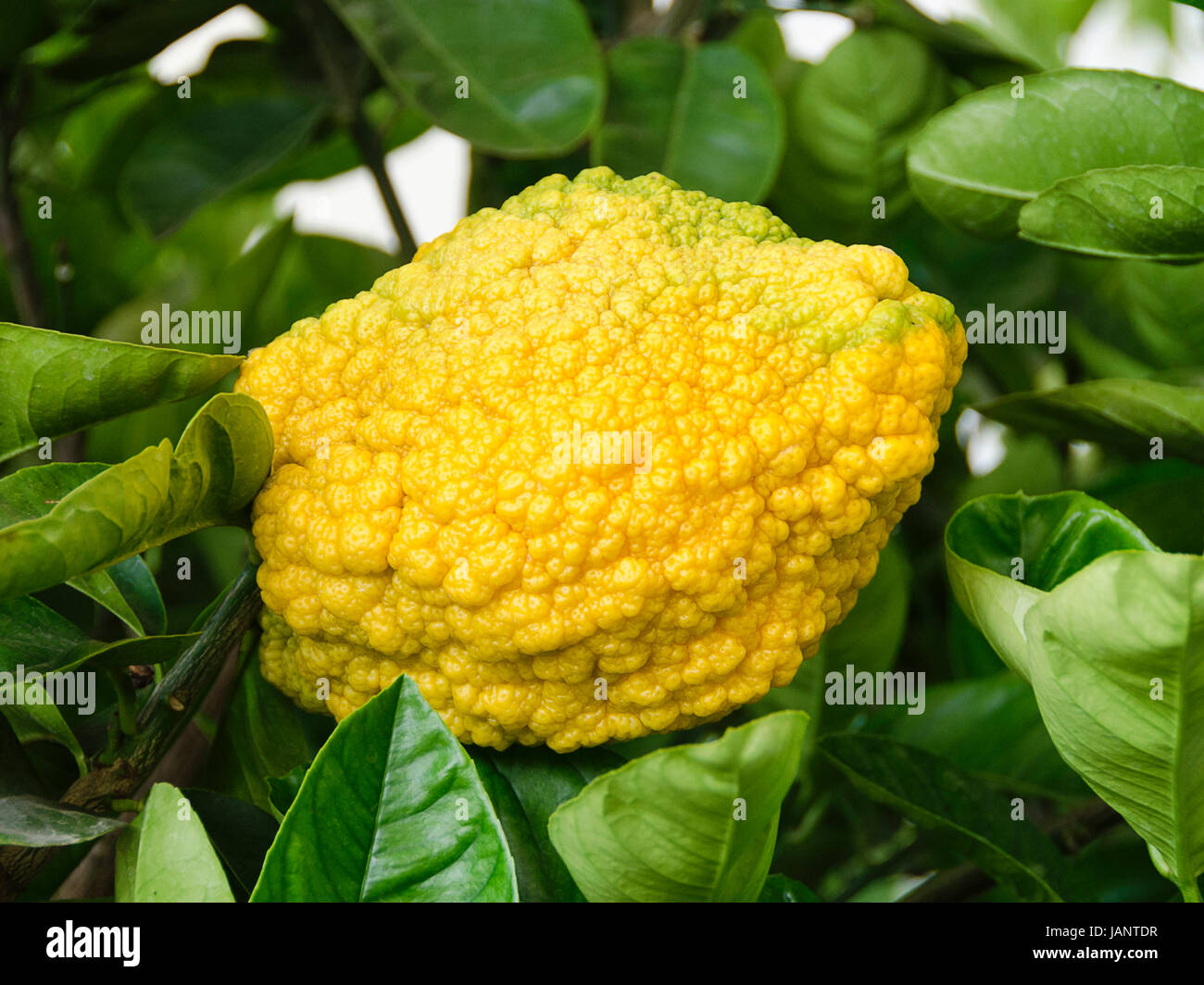 Zitronatzitrone hi-res stock photography and images - Alamy