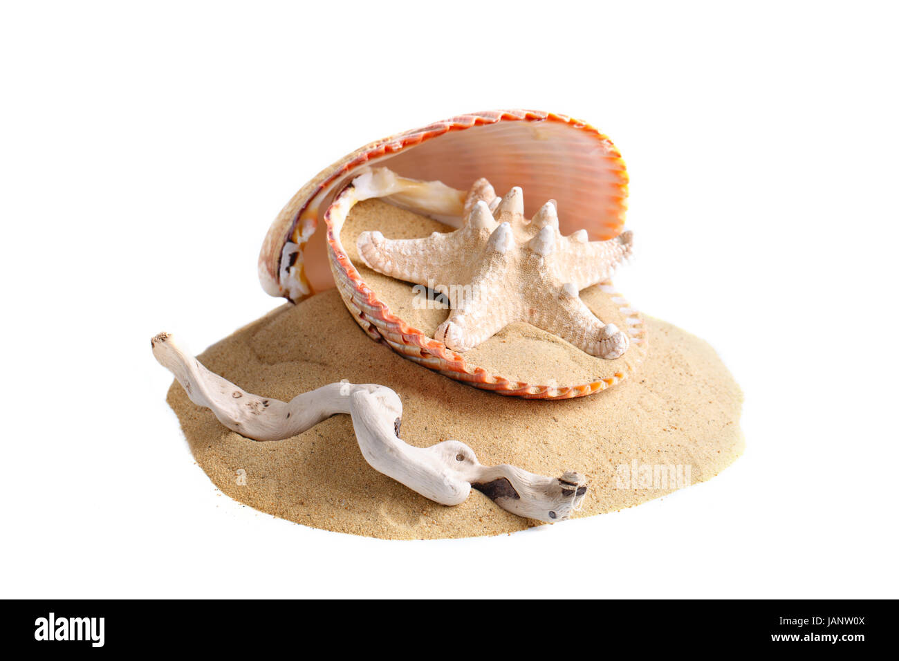 Top view shells water Cut Out Stock Images & Pictures - Alamy