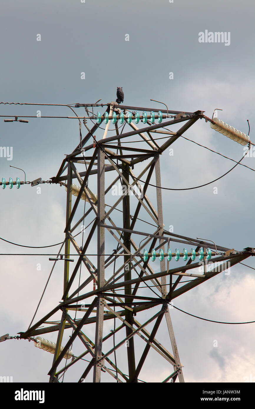 A plastic Owl mounted high up on a National Grid high tension pylon in ...