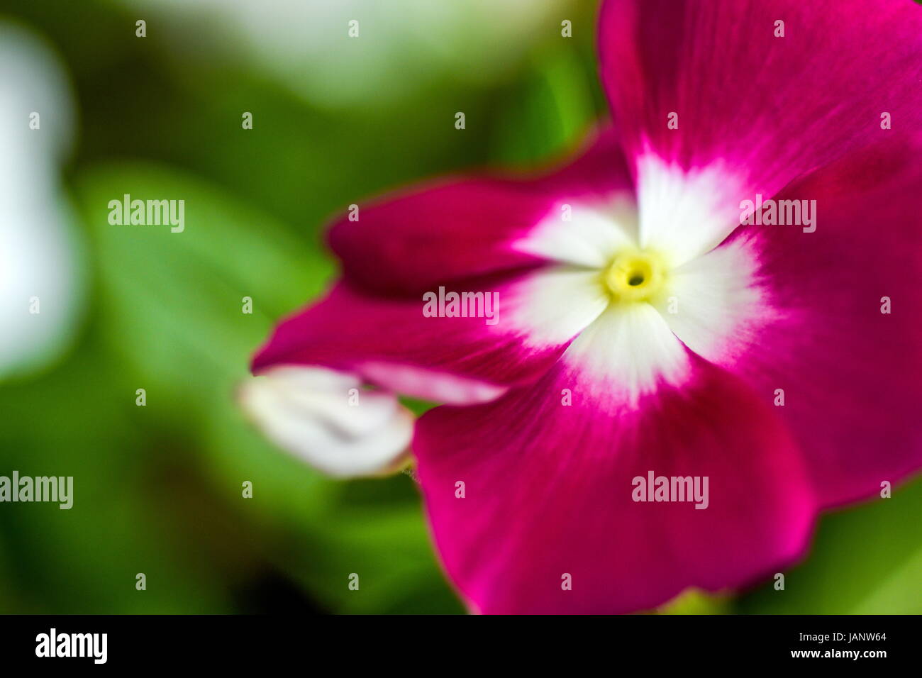 close-up Catharanthus roseus, Vinca flower, Madagascar periwinkle ...