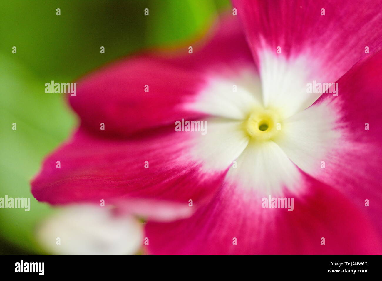 close-up Catharanthus roseus, Vinca flower, Madagascar periwinkle ...
