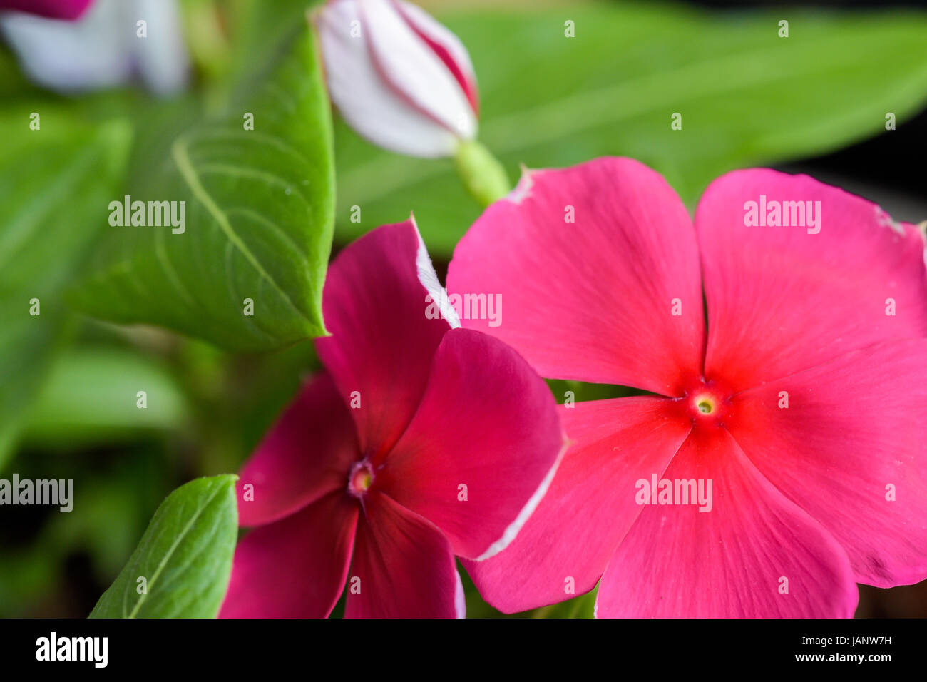 close-up Catharanthus roseus, Vinca flower, Madagascar periwinkle ...