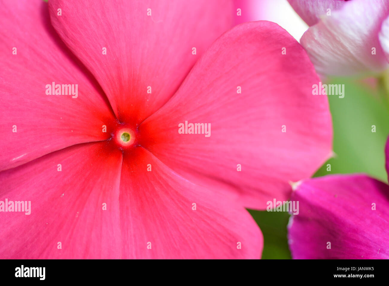 close-up Catharanthus roseus, Vinca flower, Madagascar periwinkle ...