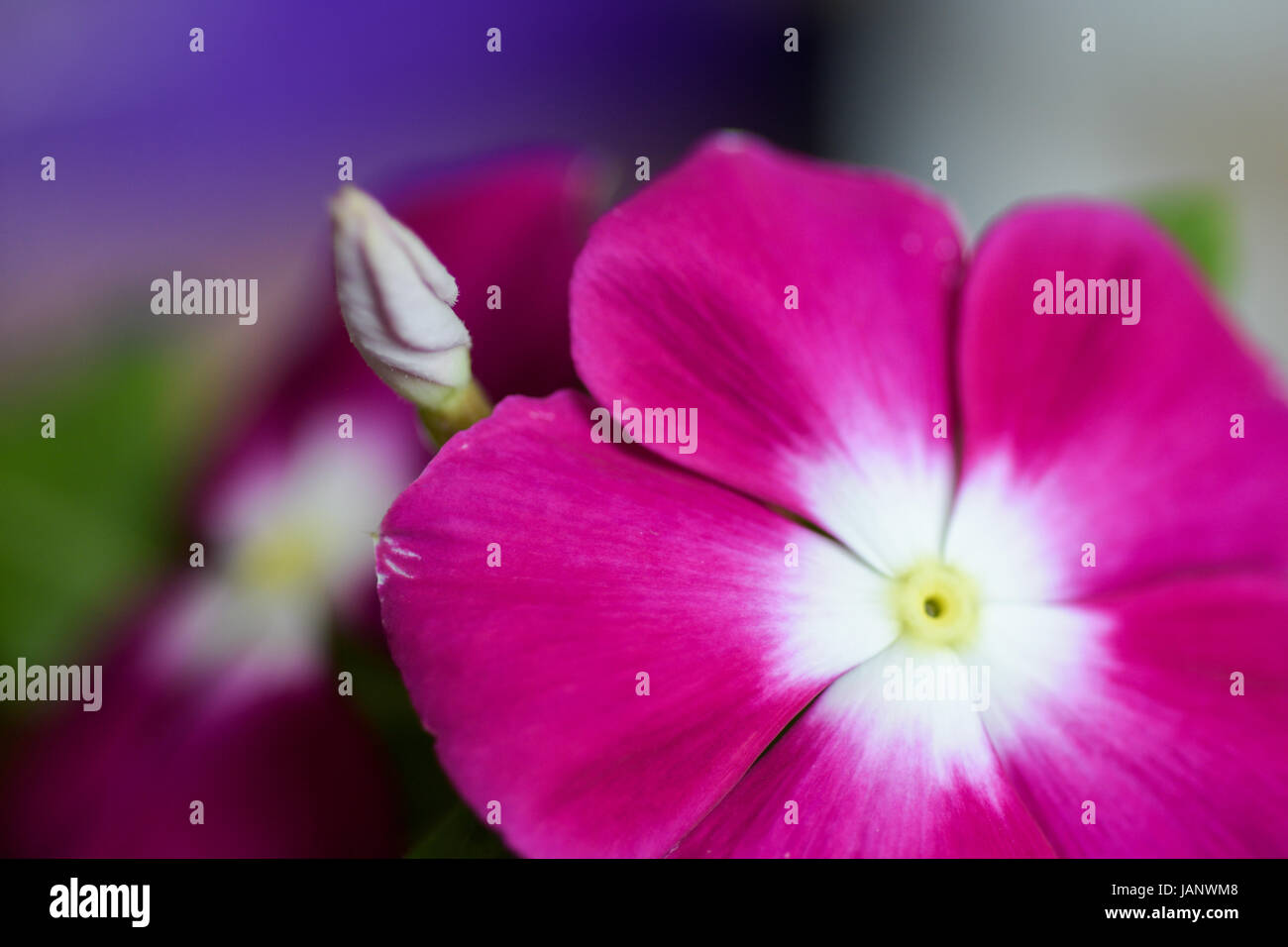 close-up Catharanthus roseus, Vinca flower, Madagascar periwinkle ...
