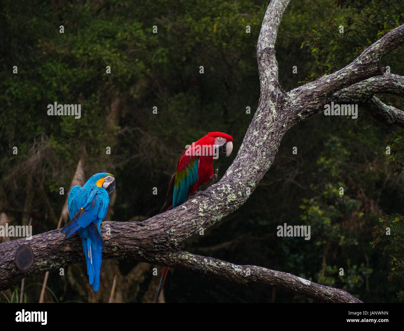 Two Colourful Macaws Birds On A Tree Branch Stock Photo - Alamy