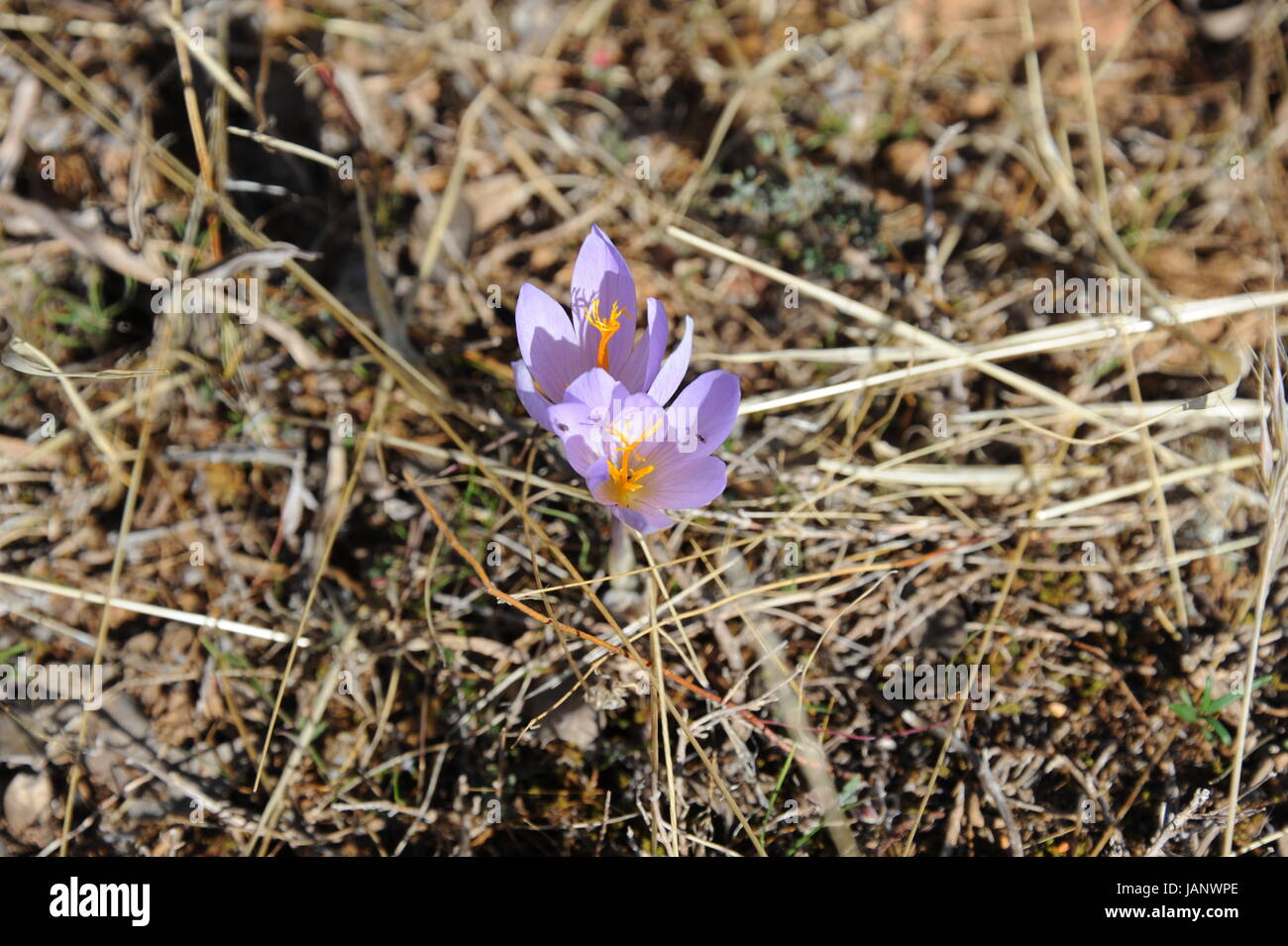 Zafaran hi-res stock photography and images - Alamy