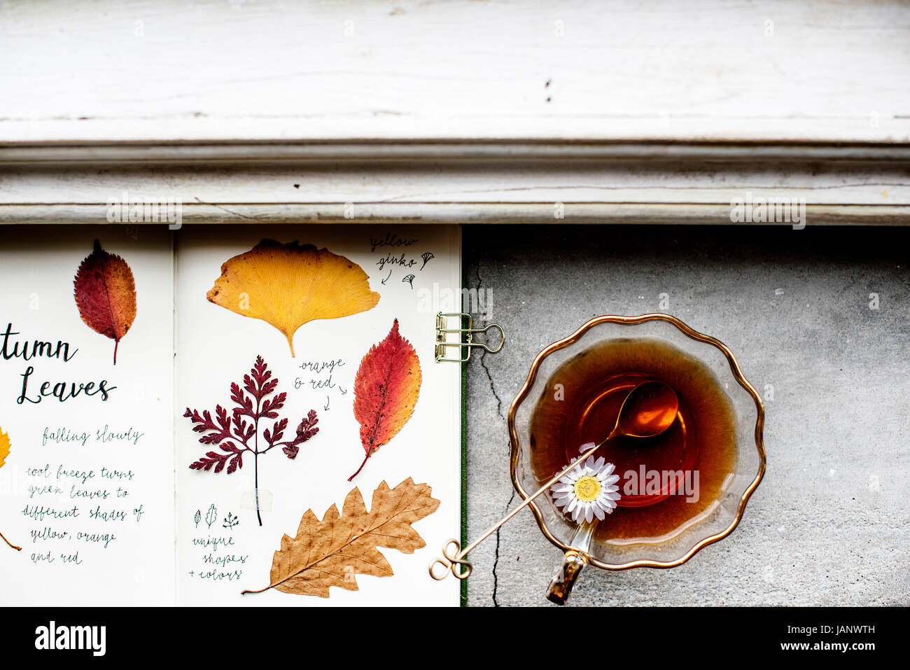 Aerial view of pressed leaves collection book with tea cup Stock Photo ...