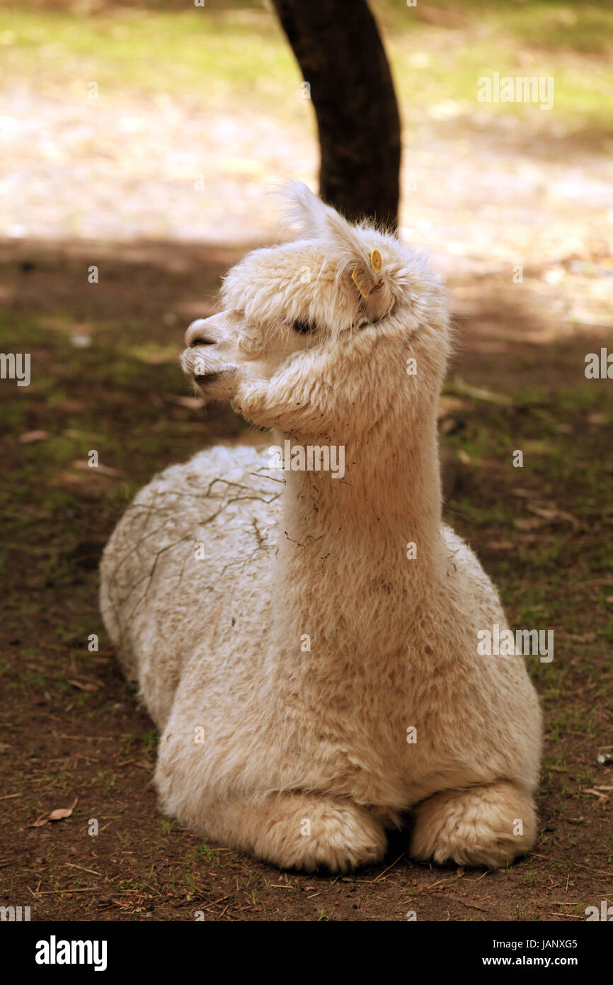 Alpaca Resting in a Petting Zoo Outdoors Stock Photo - Alamy