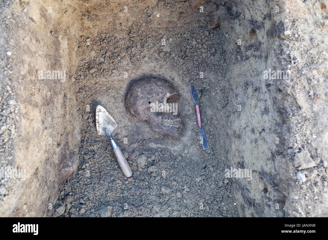 Archaeological excavation with skeletons, skulls and spartels to dig ...