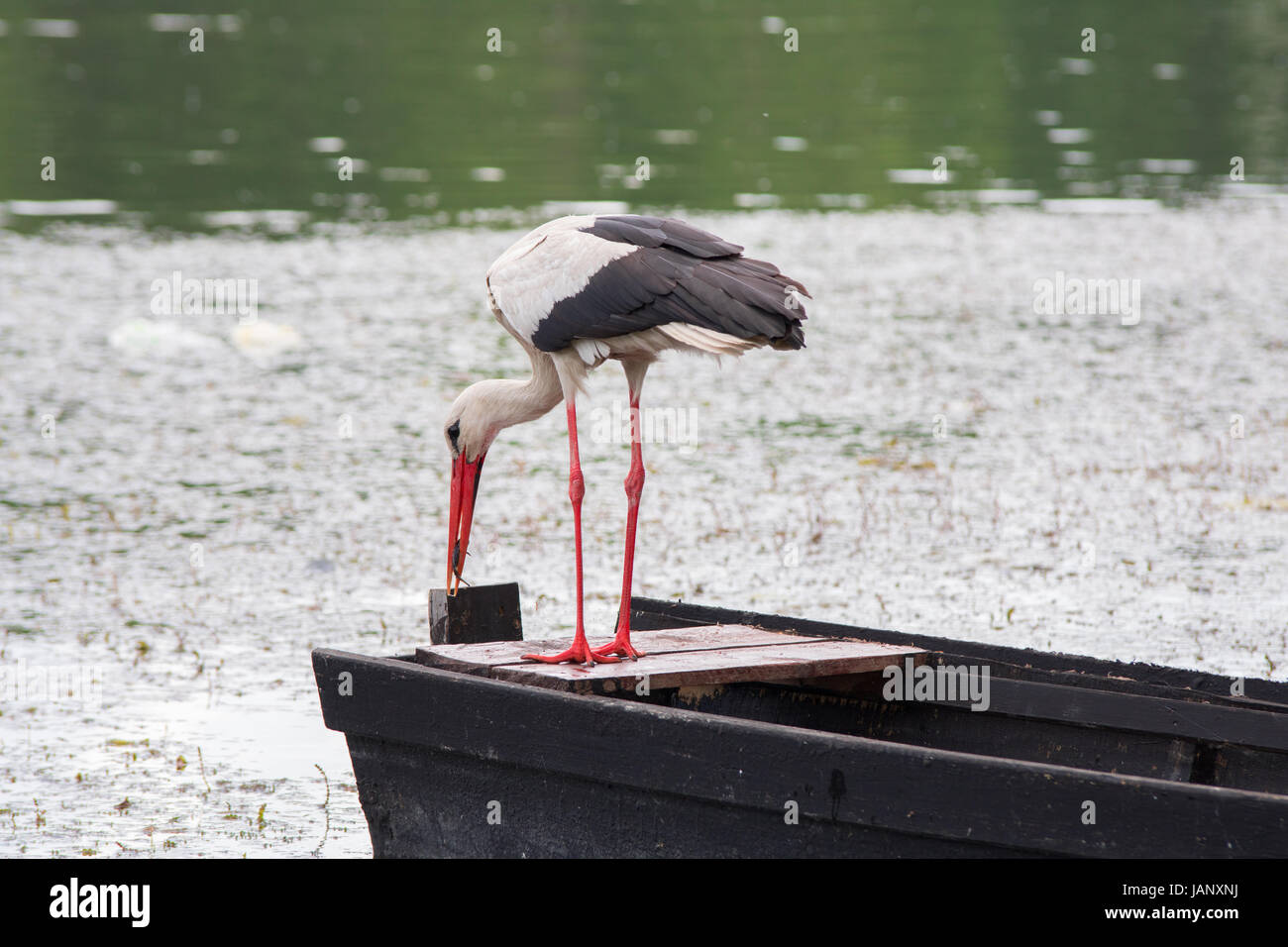 White storks soaring hi-res stock photography and images - Alamy