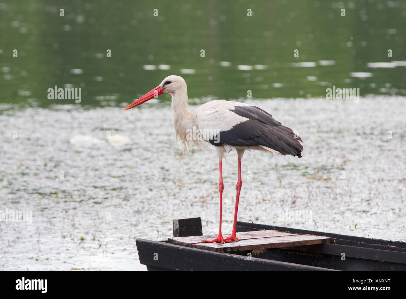 White stork hunting fish in the pond Stock Photo - Alamy