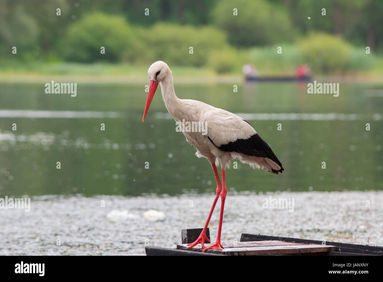 White stork hunting fish in the pond Stock Photo - Alamy