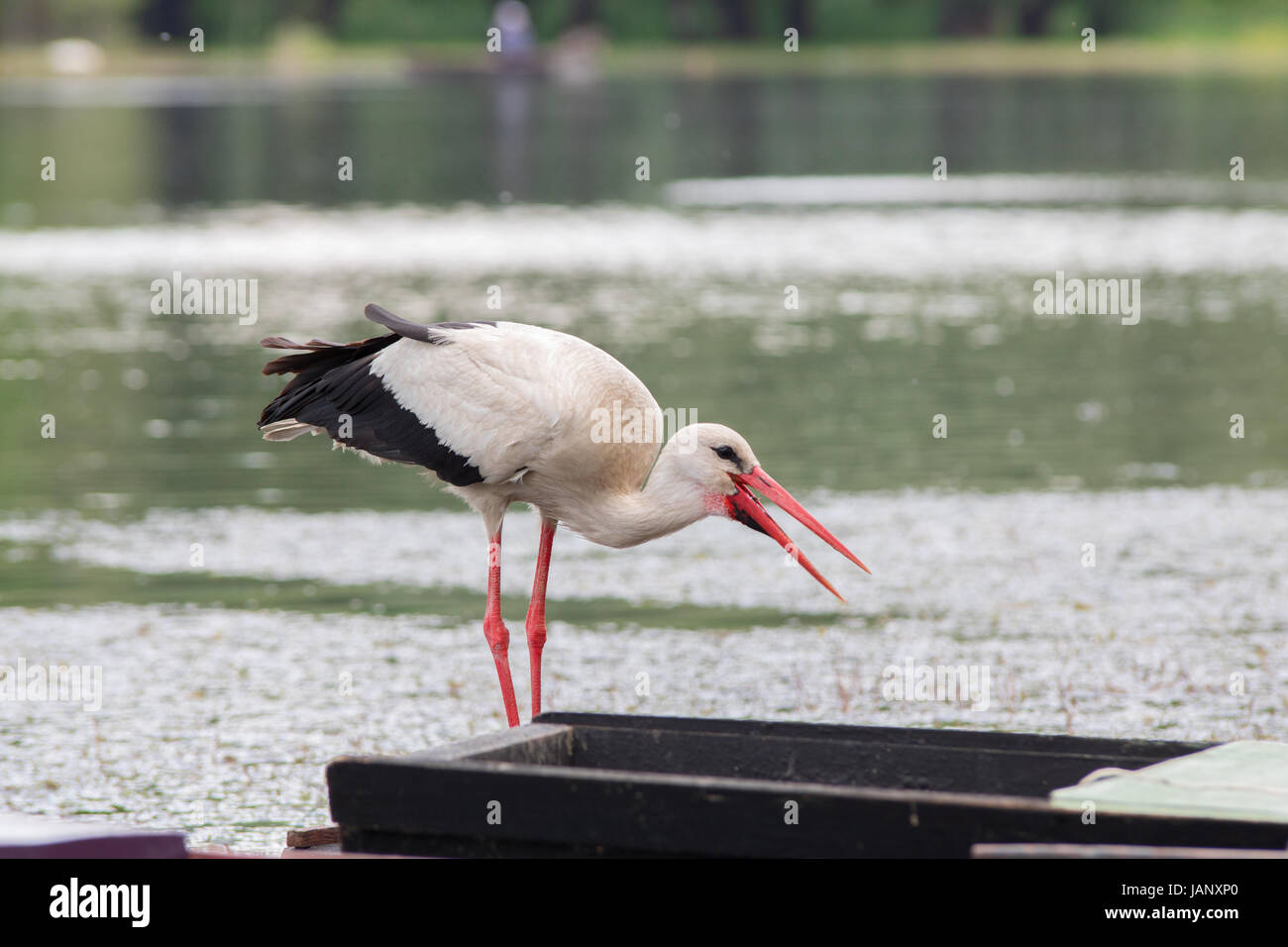 Stork with fish hi-res stock photography and images - Alamy