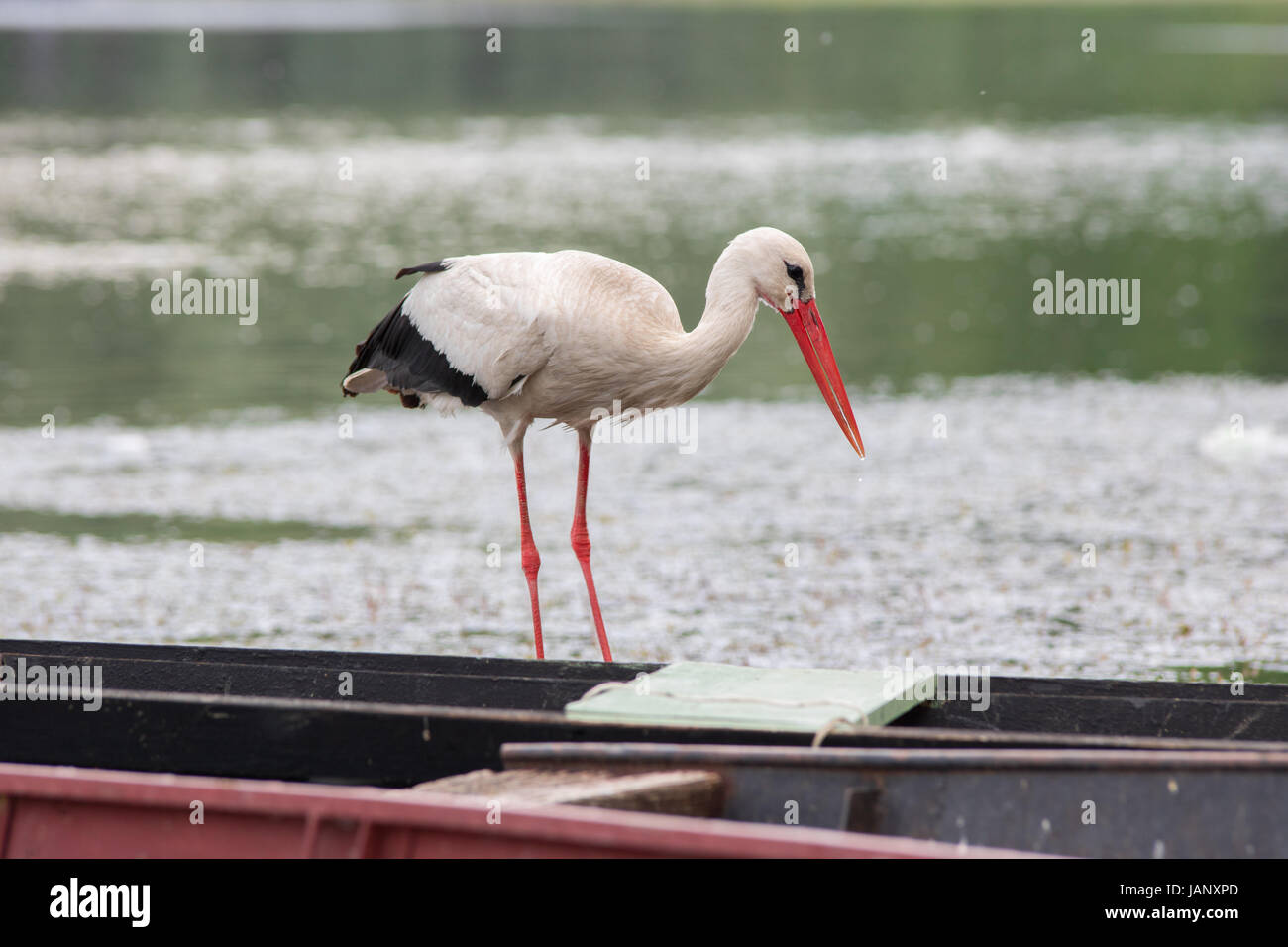 White stork hunting fish in the pond Stock Photo - Alamy