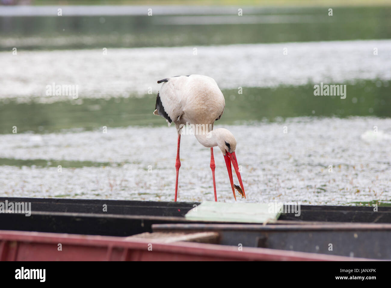 White stork hunting fish in the pond Stock Photo - Alamy