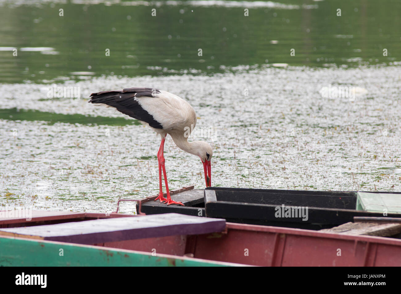 White stork hunting fish in the pond Stock Photo - Alamy