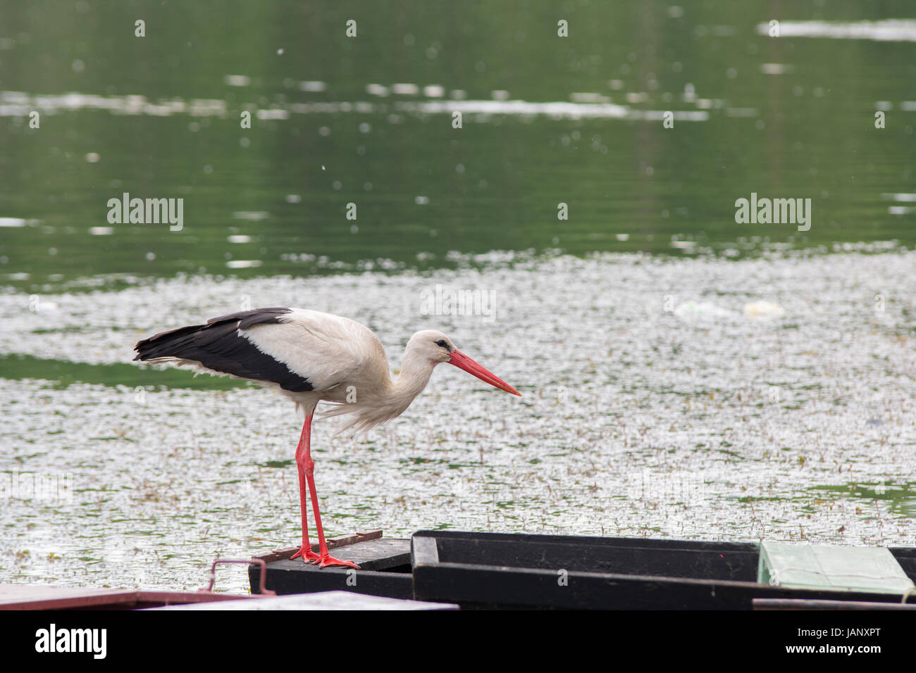 White stork hunting fish in the pond Stock Photo - Alamy