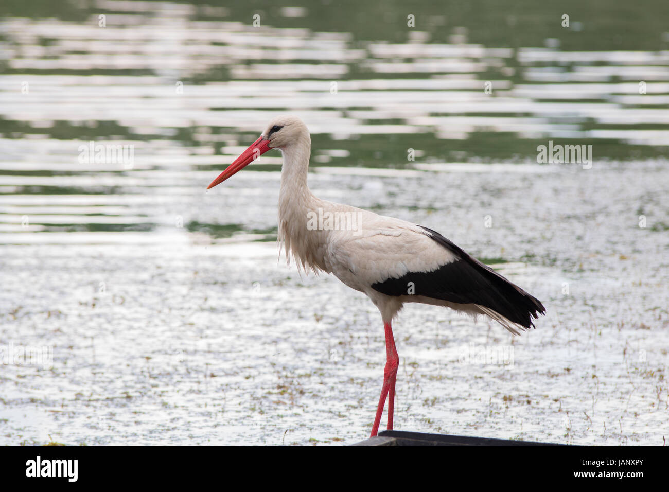 White stork hunting fish in the pond Stock Photo - Alamy