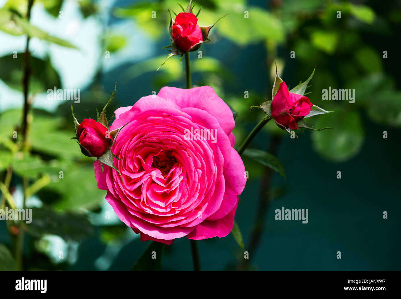 Three Buds High Resolution Stock Photography and Images - Alamy