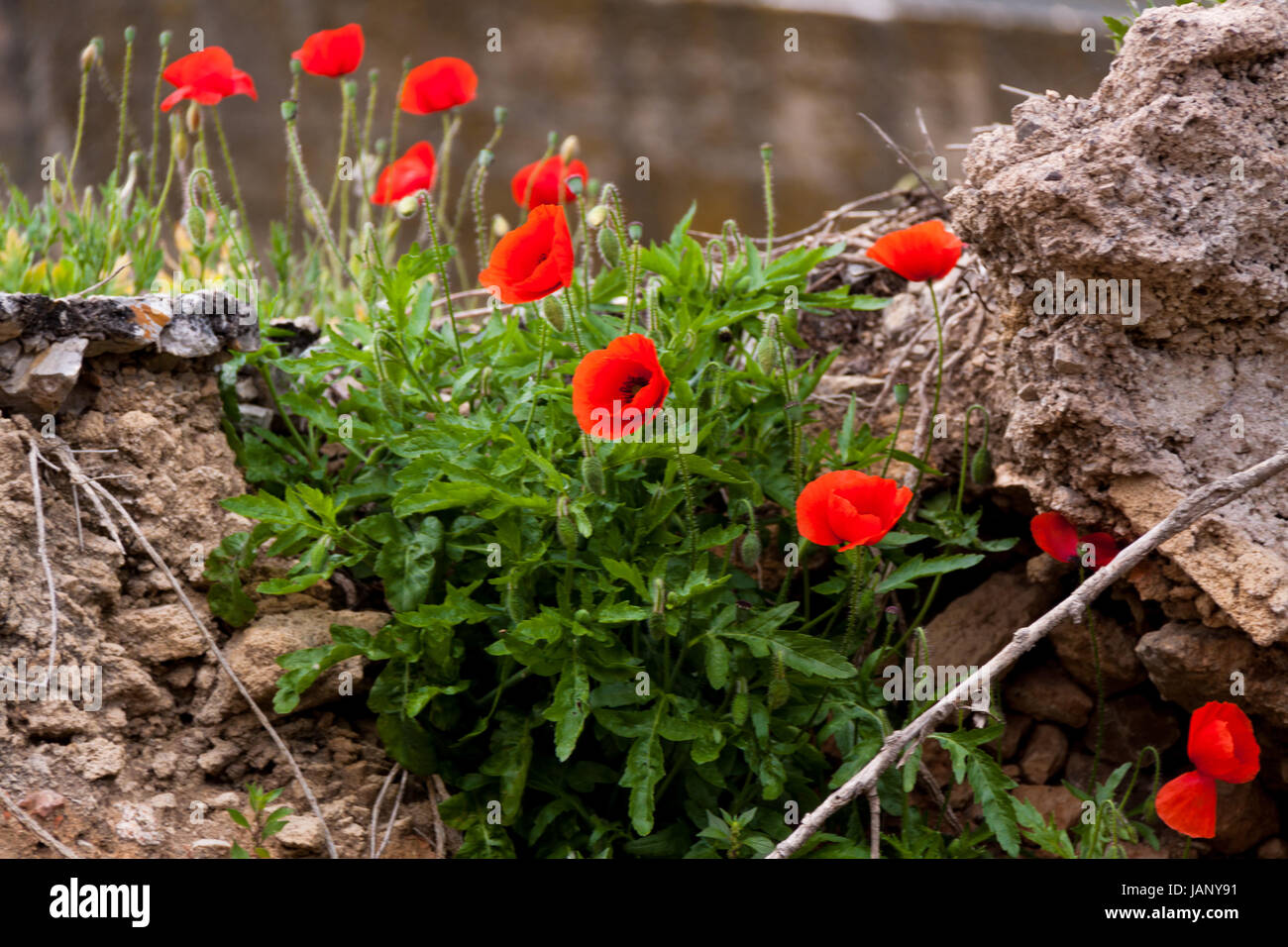 Roter mohn hintergrund hi-res stock photography and images - Alamy