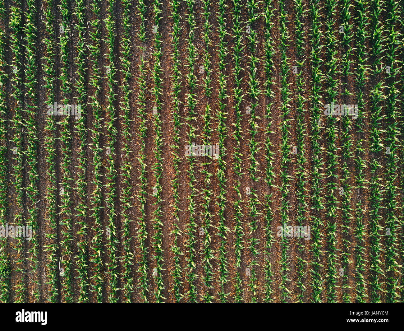 Drone pov of cultivated corn maize crop field, top view Stock Photo - Alamy