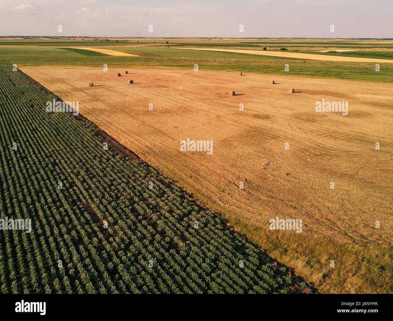 Drone view of round hay bales in field, agriculture and cereal crops ...