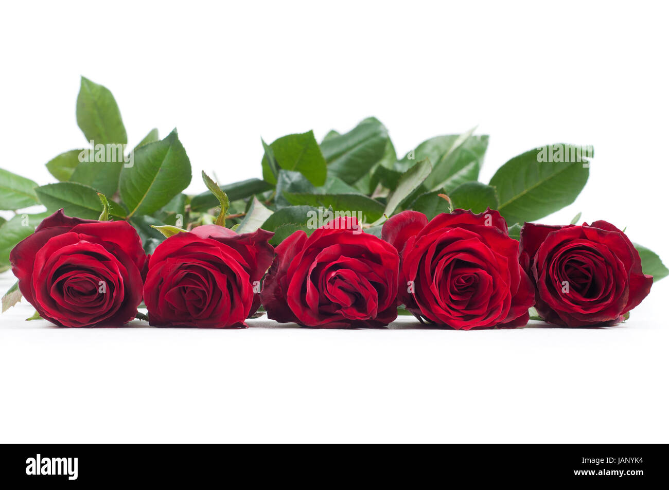 Red roses, side view? isolated on white Stock Photo - Alamy